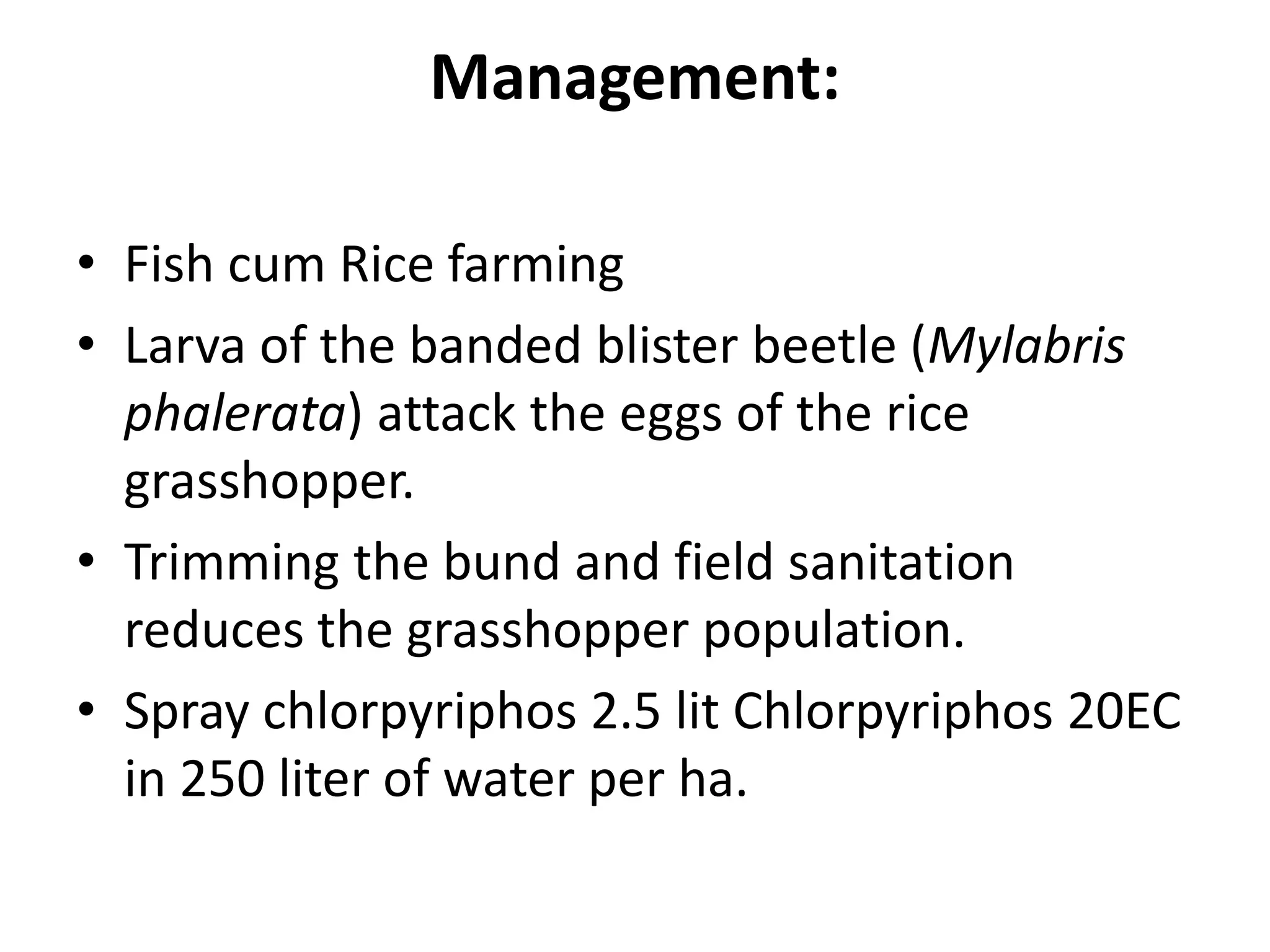 Insect pest of rice | PPTX