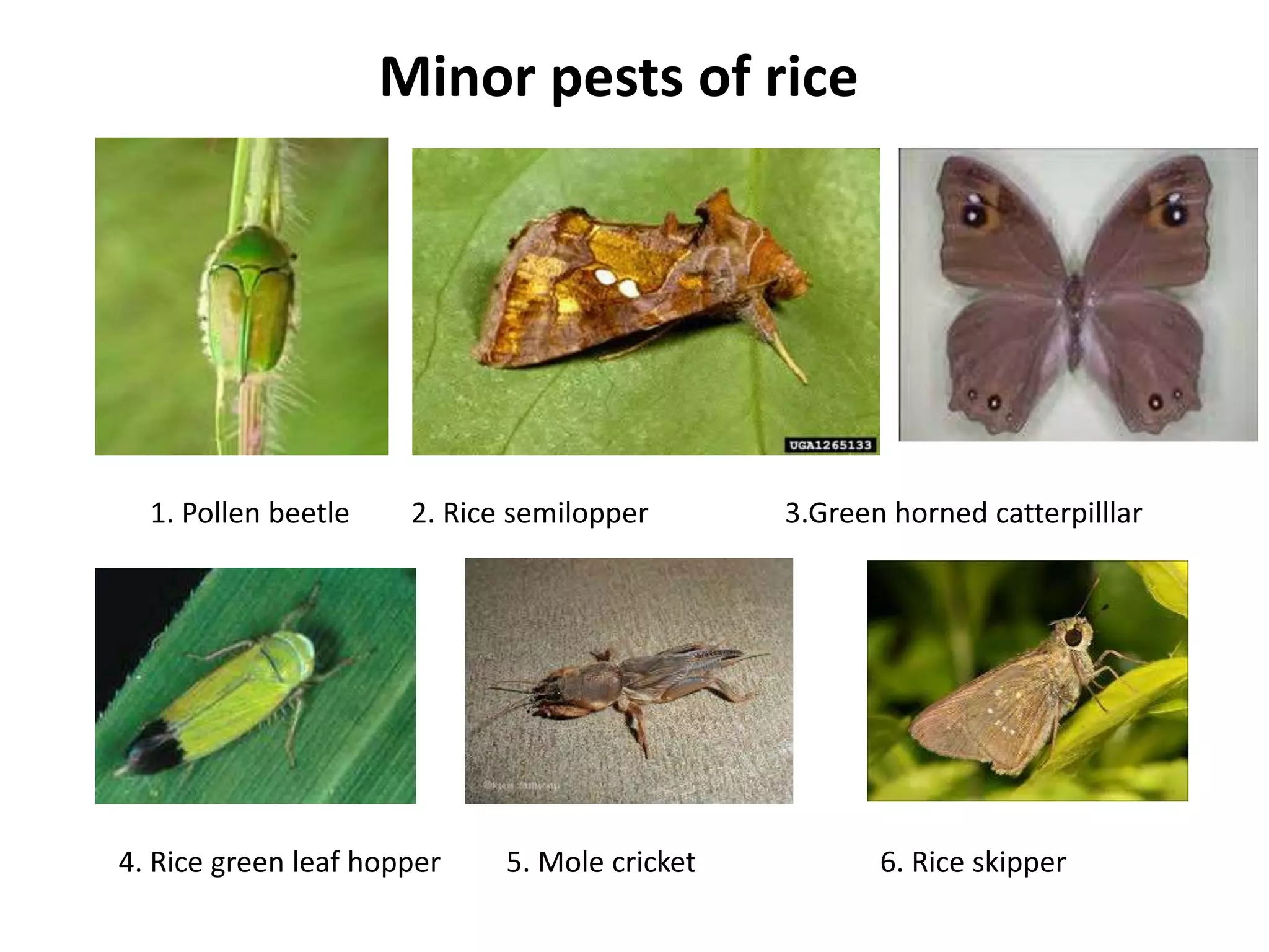 Insect pest of rice | PPTX