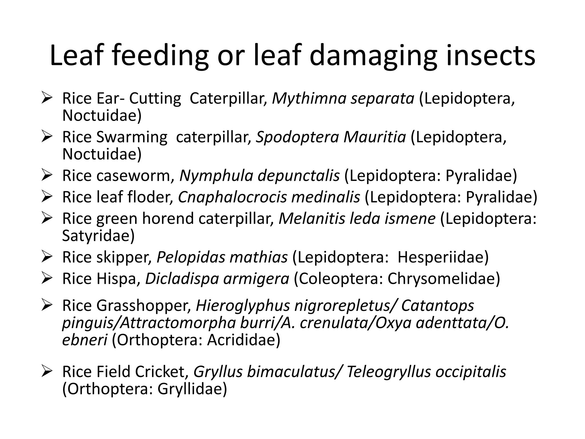 Insect pest of rice | PPTX