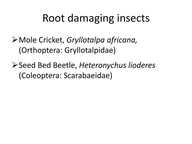 Insect pest of rice | PPTX | Agriculture | Industries