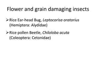 Insect pest of rice | PPTX