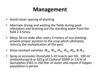Insect pest of rice | PPTX