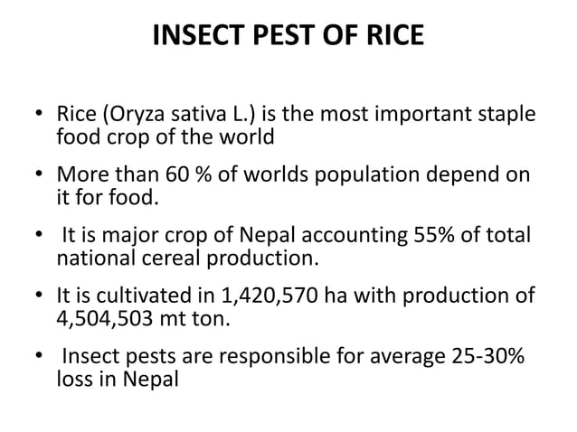 Insect pest of rice | PPTX | Agriculture | Industries