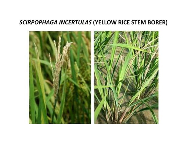 Insect pest of rice | PPTX | Agriculture | Industries