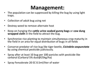 Insect pest of rice | PPTX | Agriculture | Industries