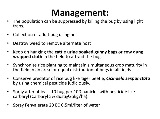 Insect pest of rice | PPTX | Agriculture | Industries