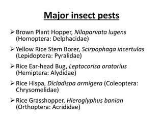 Insect pest of rice | PPTX