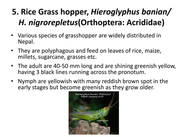 Insect pest of rice | PPTX | Agriculture | Industries