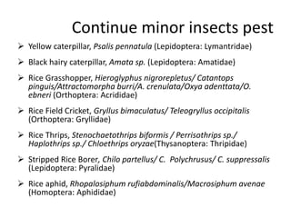 Insect pest of rice | PPTX