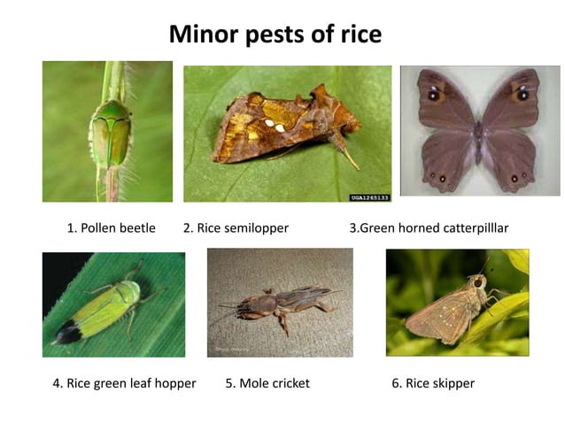 Insect pest of rice | PPTX | Agriculture | Industries