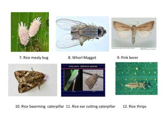 Insect pest of rice | PPTX