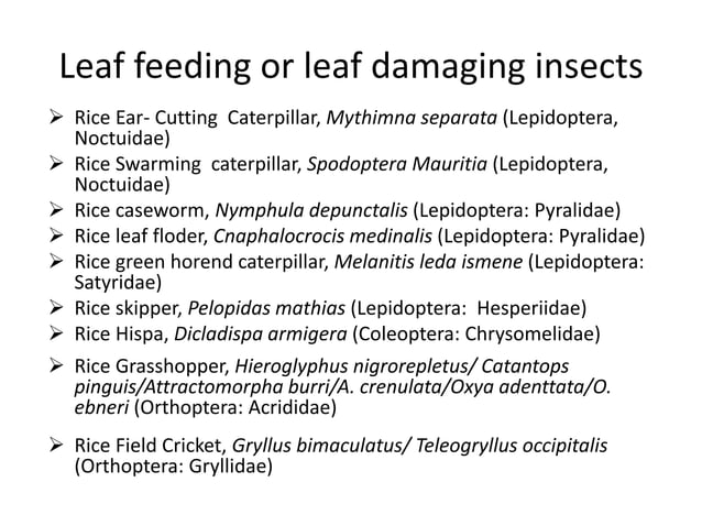 Insect pest of rice | PPTX | Agriculture | Industries