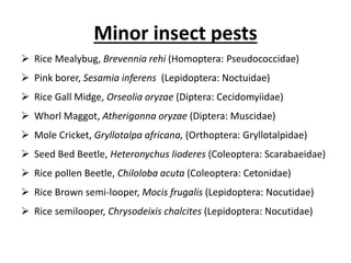 Insect pest of rice | PPT