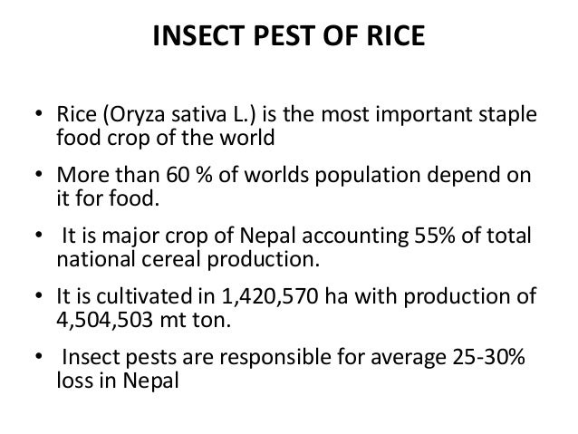 Insect pest of rice