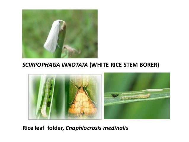 Insect pest of rice