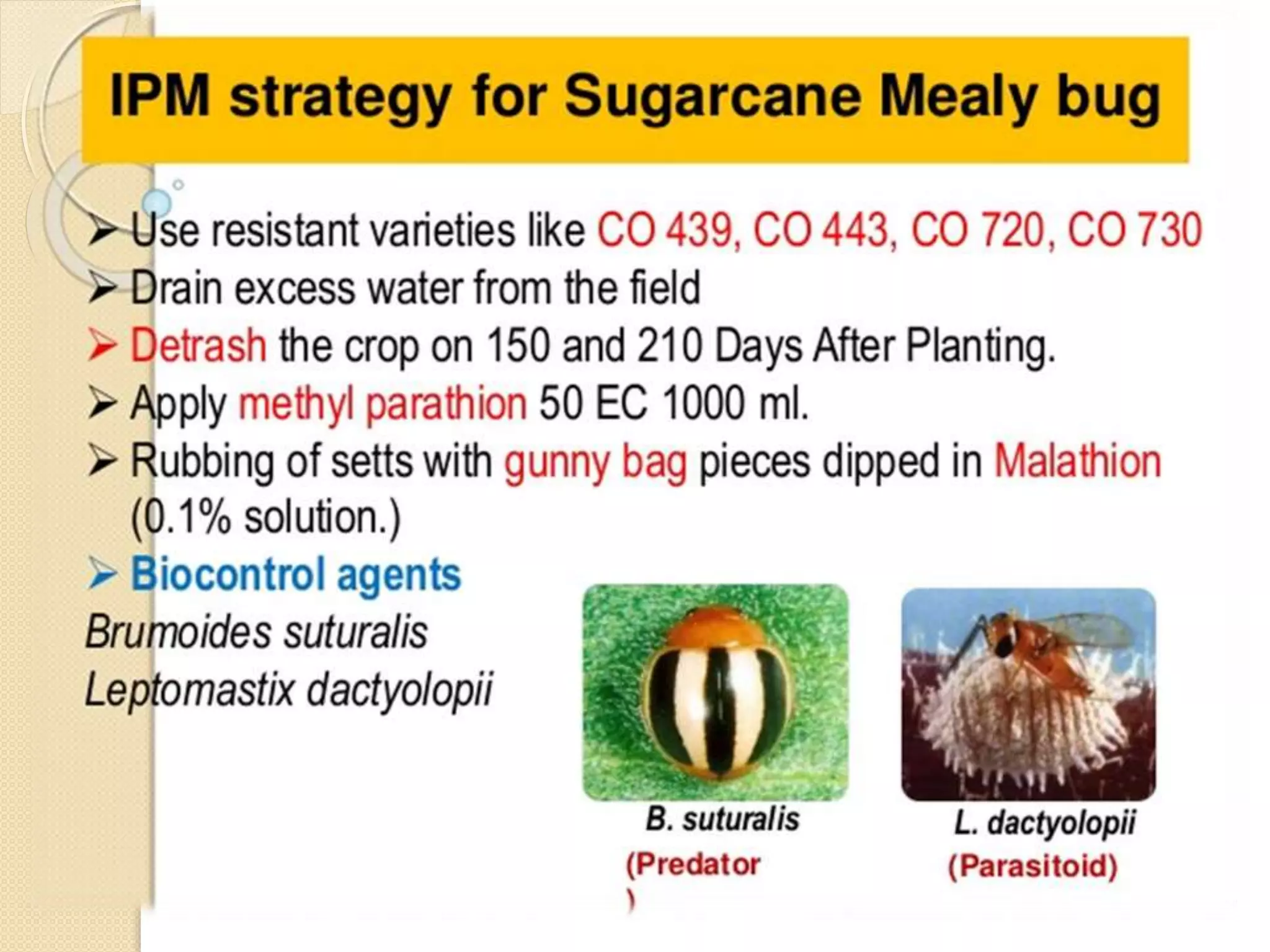 Insect pest of sugarcane | PPTX