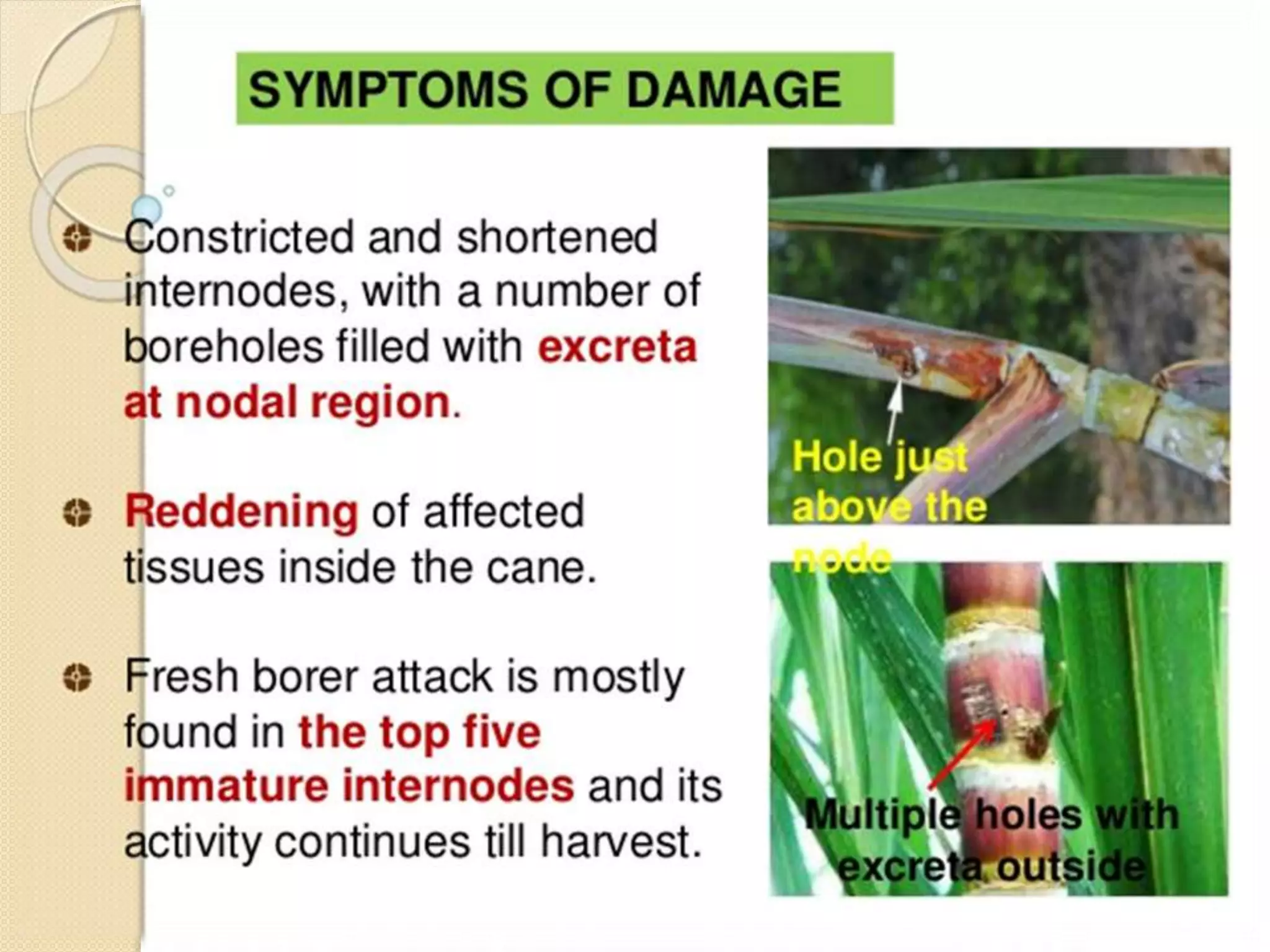 Insect pest of sugarcane | PPTX