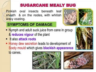 Insect pest of sugarcane | PPTX