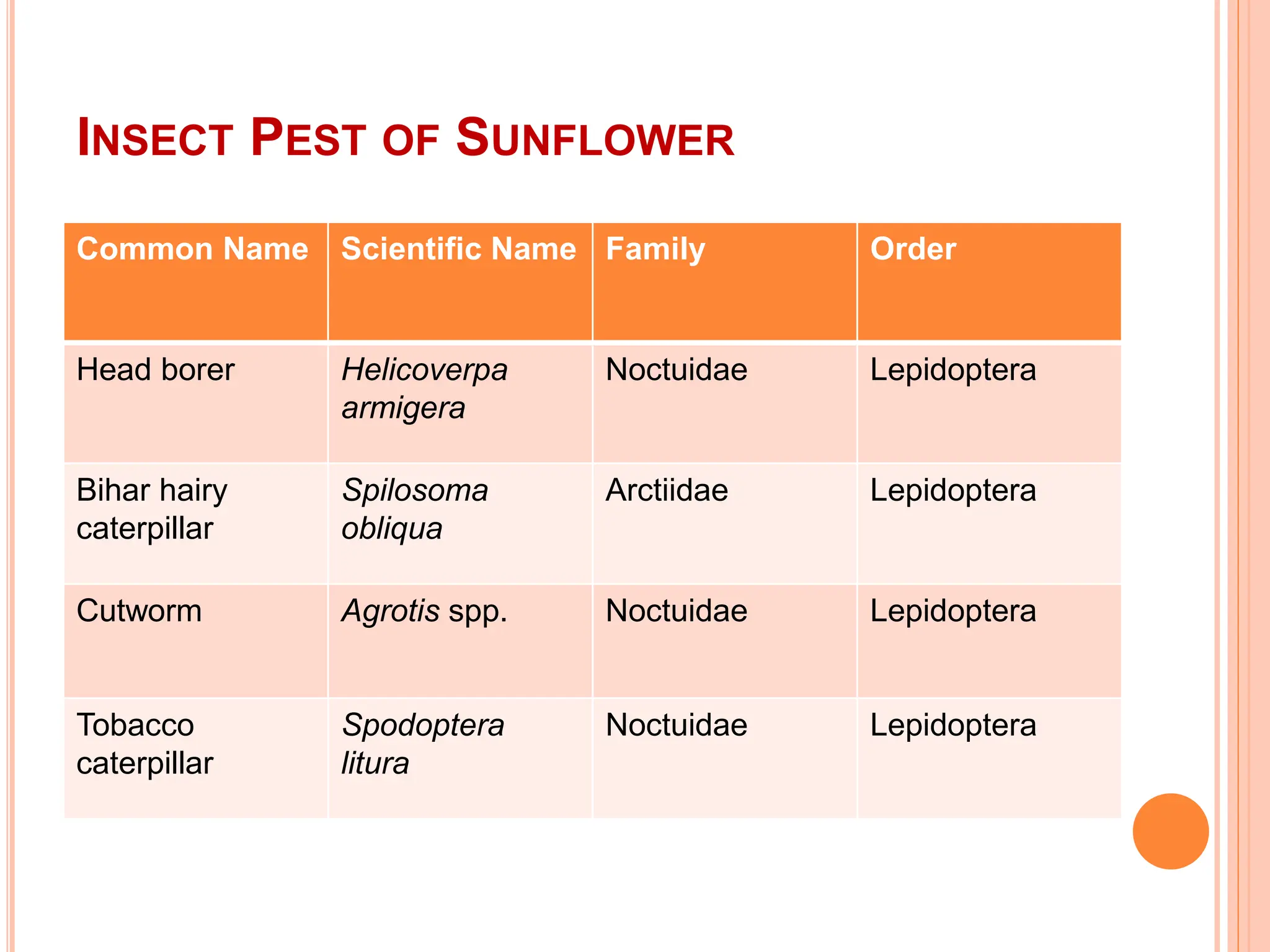 Insect Pest of sun flower Anand kum.pptx | Agriculture | Industries