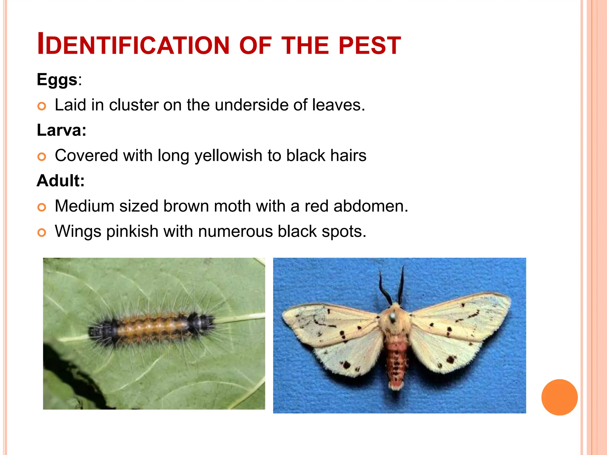 Insect Pest of sun flower Anand kum.pptx | Agriculture | Industries