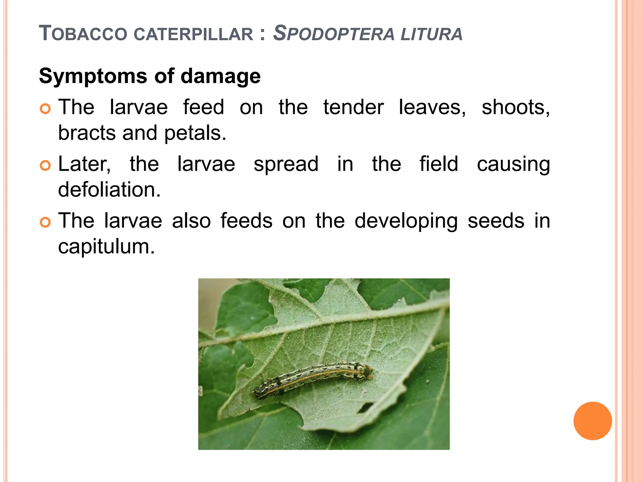 Insect Pest of sun flower Anand kum.pptx