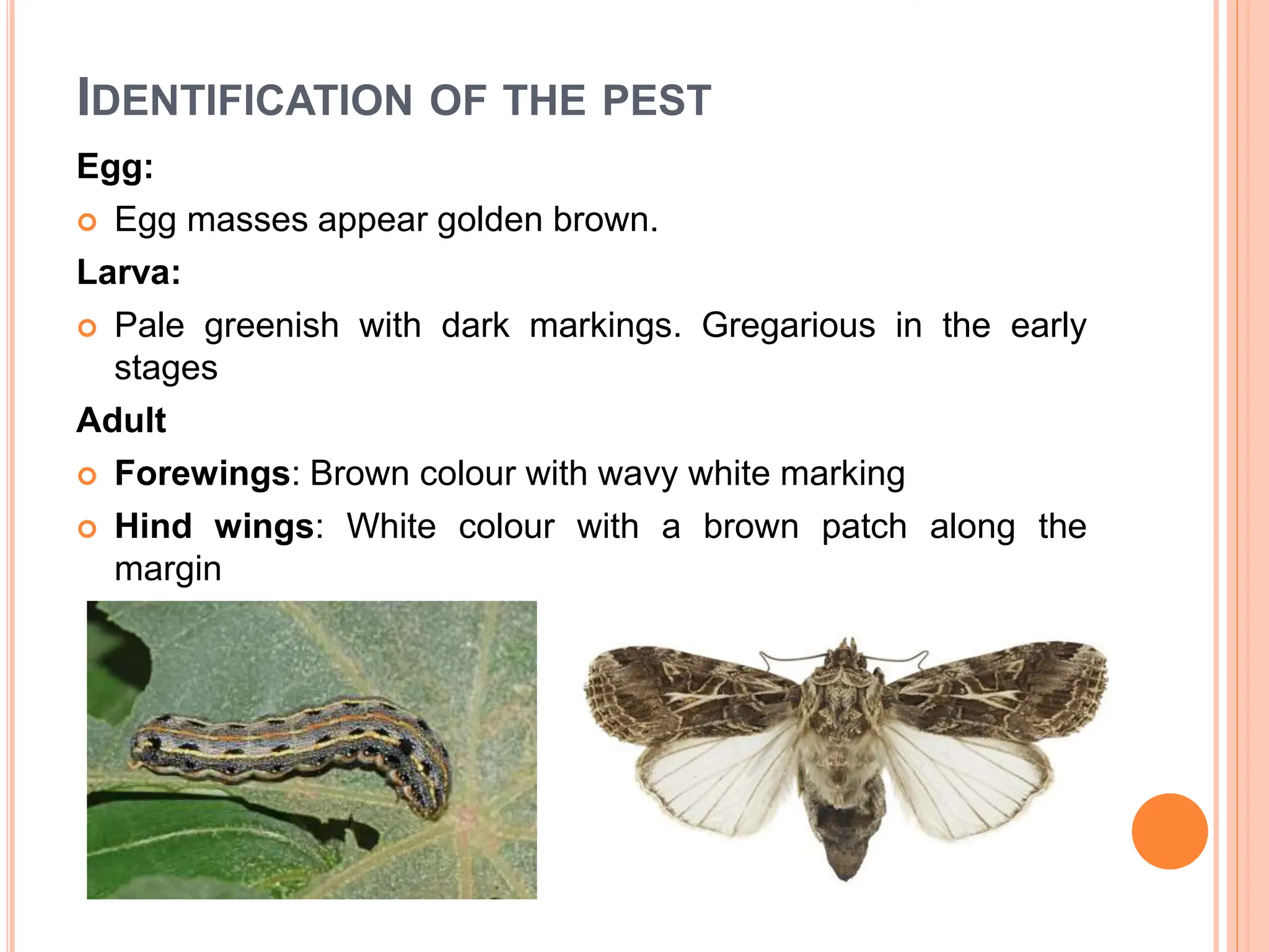 Insect Pest of sun flower Anand kum.pptx | Agriculture | Industries