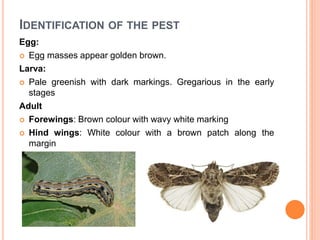 Insect Pest of sun flower Anand kum.pptx