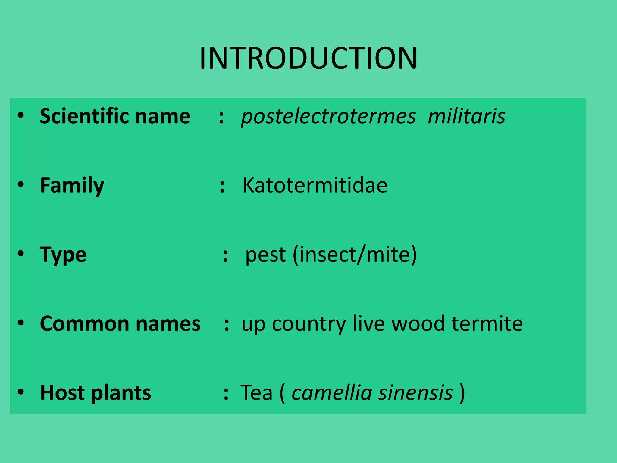 Insect pest of tea | PPTX
