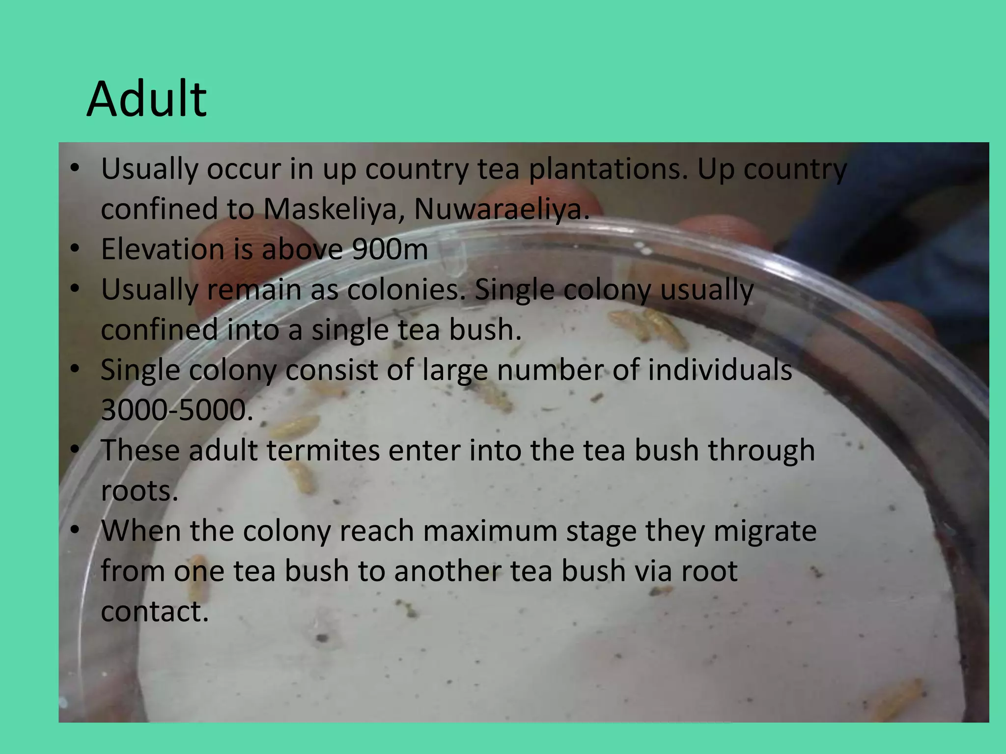 Insect pest of tea | PPTX
