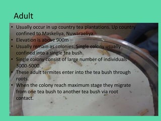 Insect pest of tea | PPTX