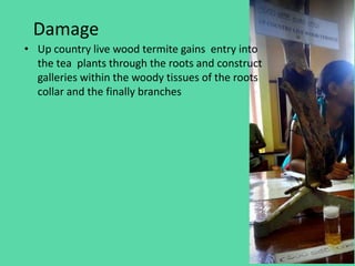 Insect pest of tea | PPTX