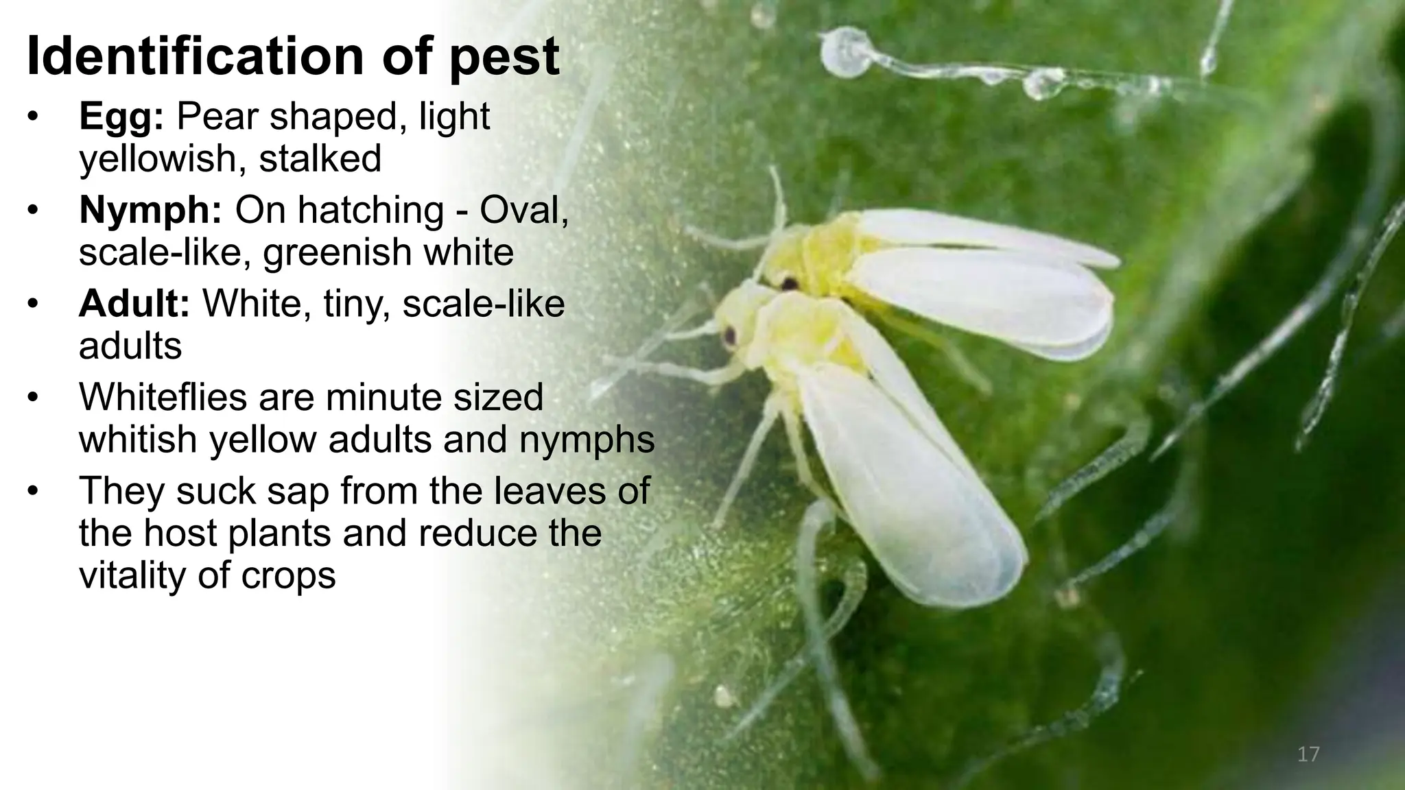 Insect pest of tomato, department of agricultural entomogy | PPTX