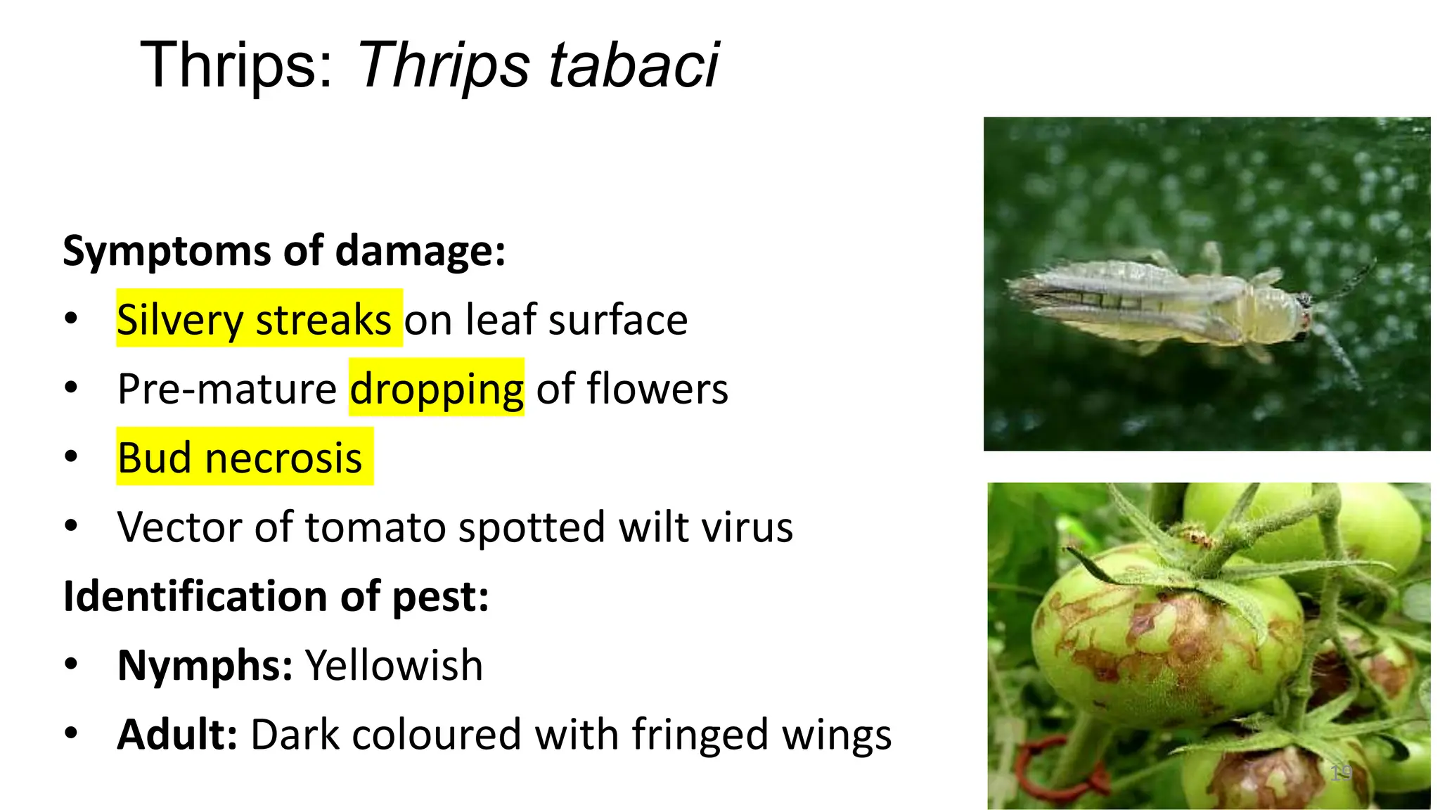 Insect pest of tomato, department of agricultural entomogy | PPTX