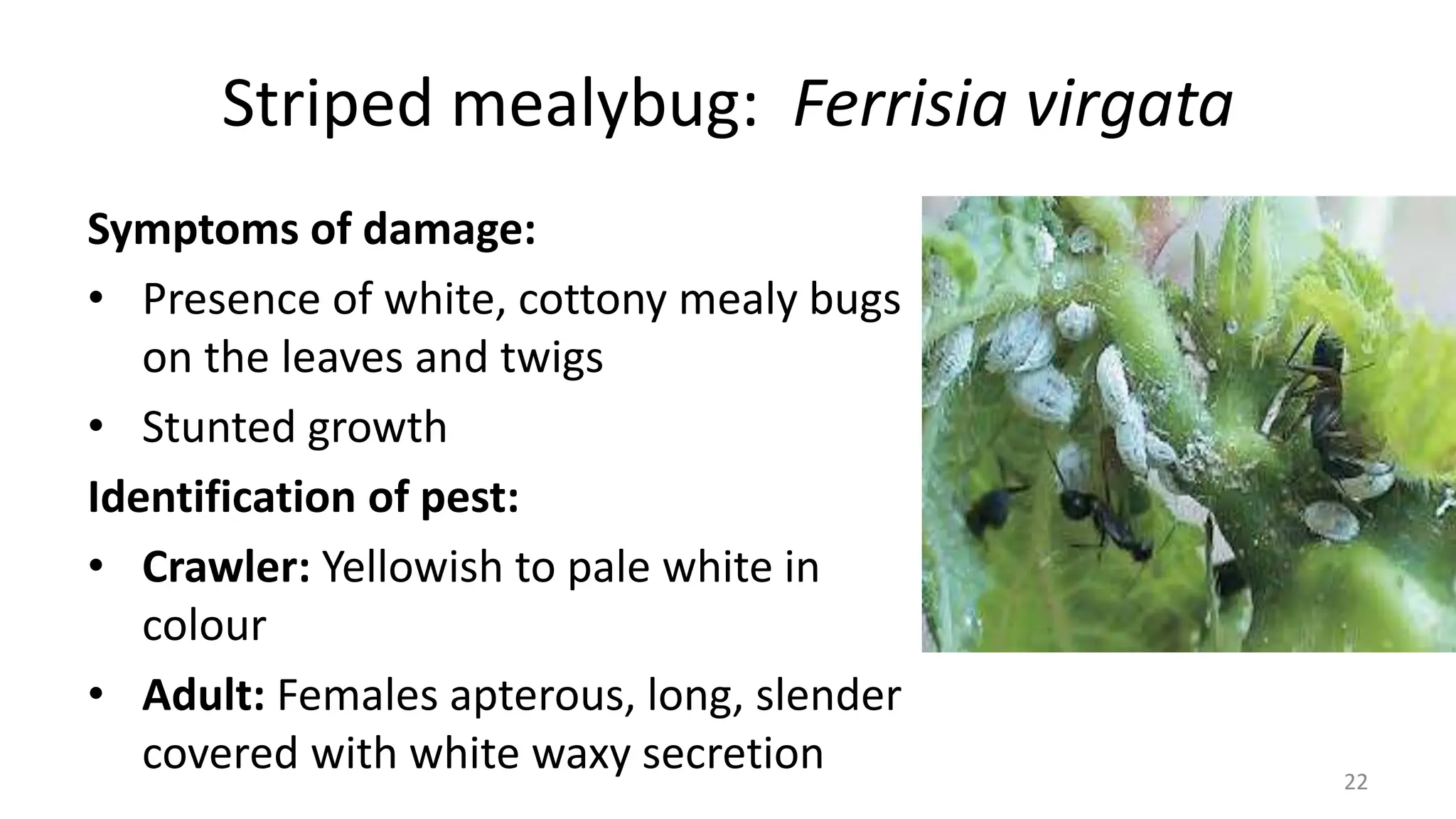 Insect pest of tomato, department of agricultural entomogy | PPTX
