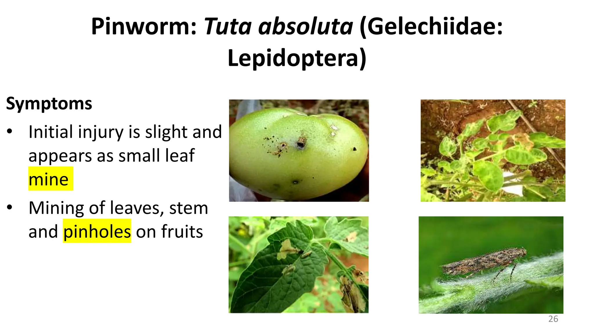 Insect pest of tomato, department of agricultural entomogy | PPTX