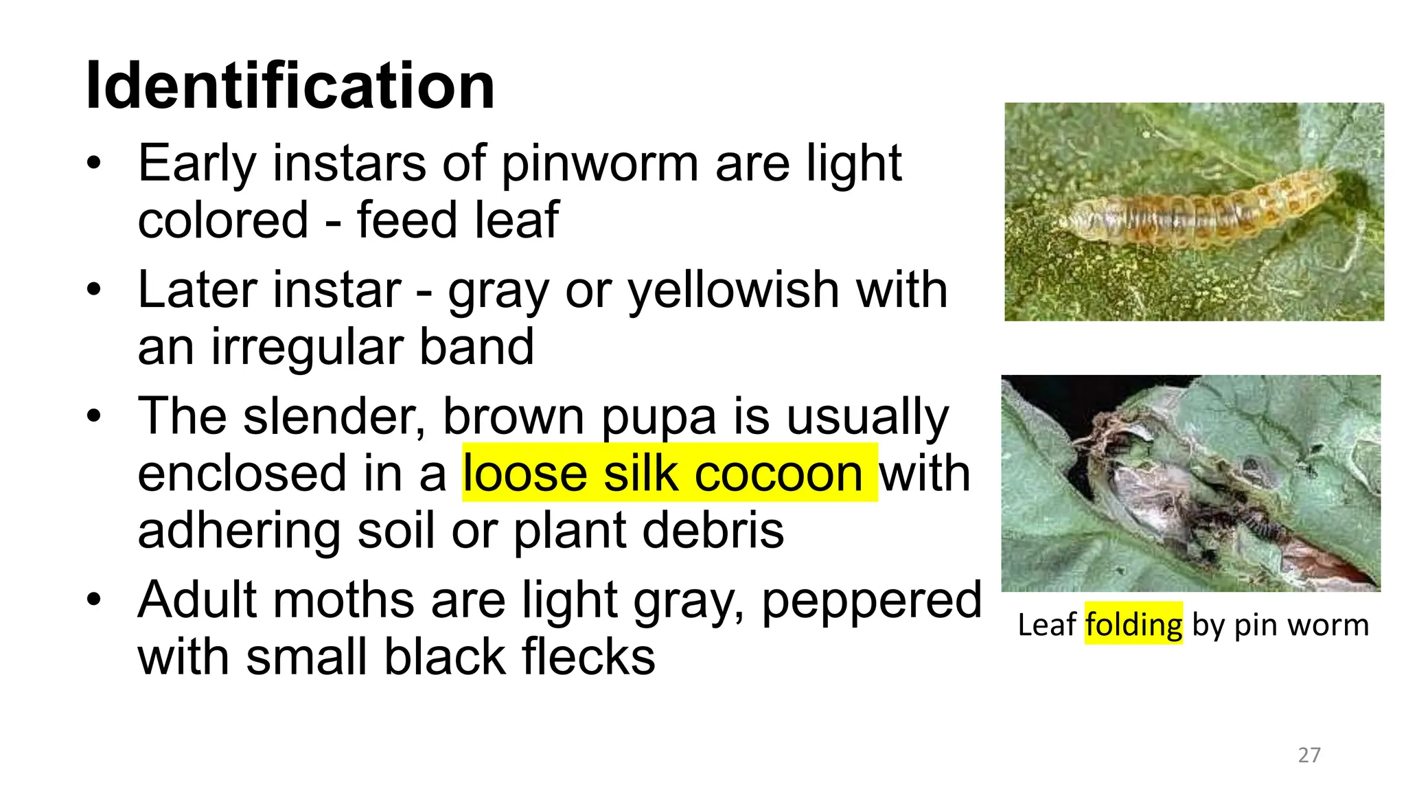 Insect pest of tomato, department of agricultural entomogy | PPTX