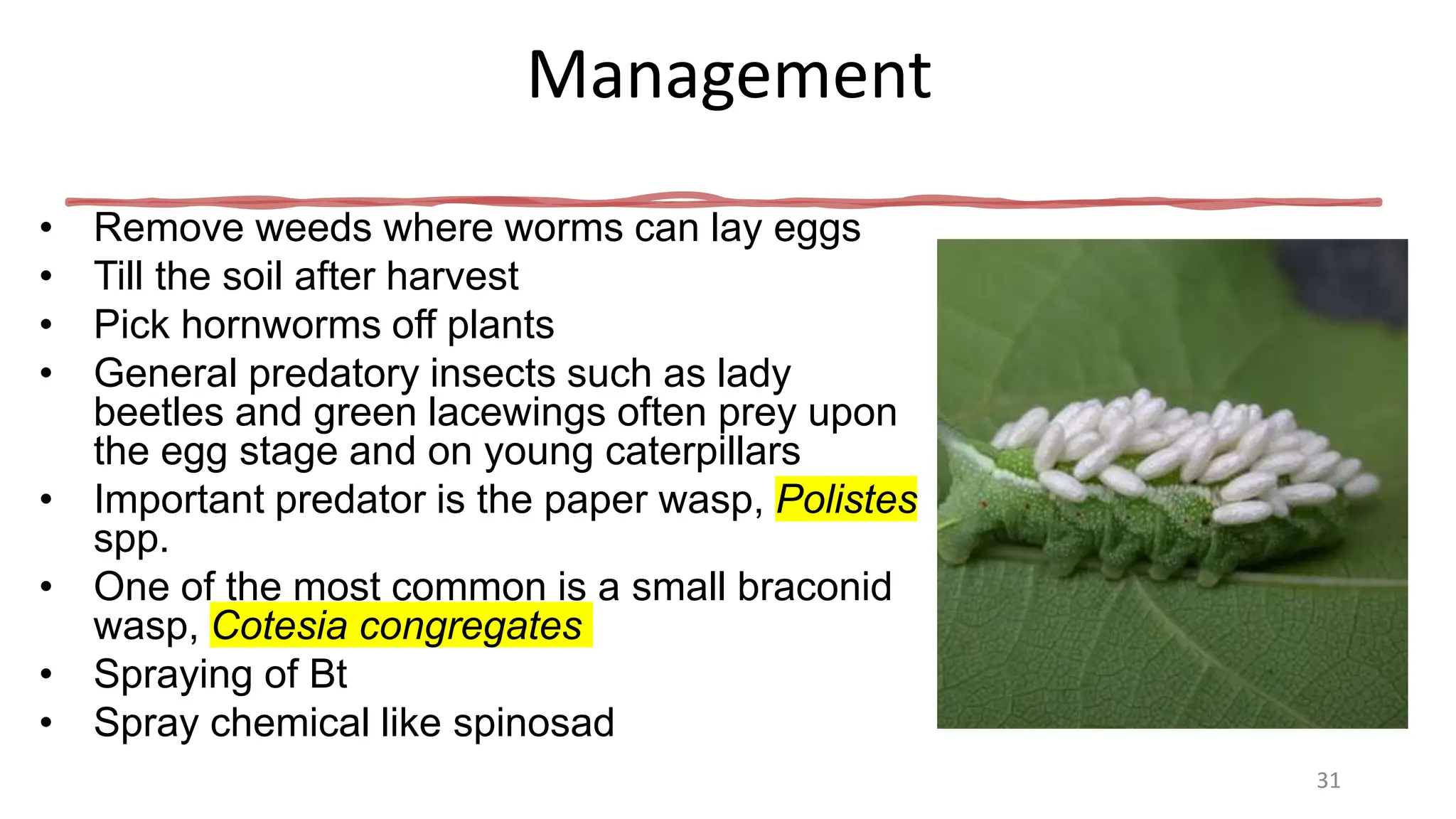 Insect pest of tomato, department of agricultural entomogy | PPTX