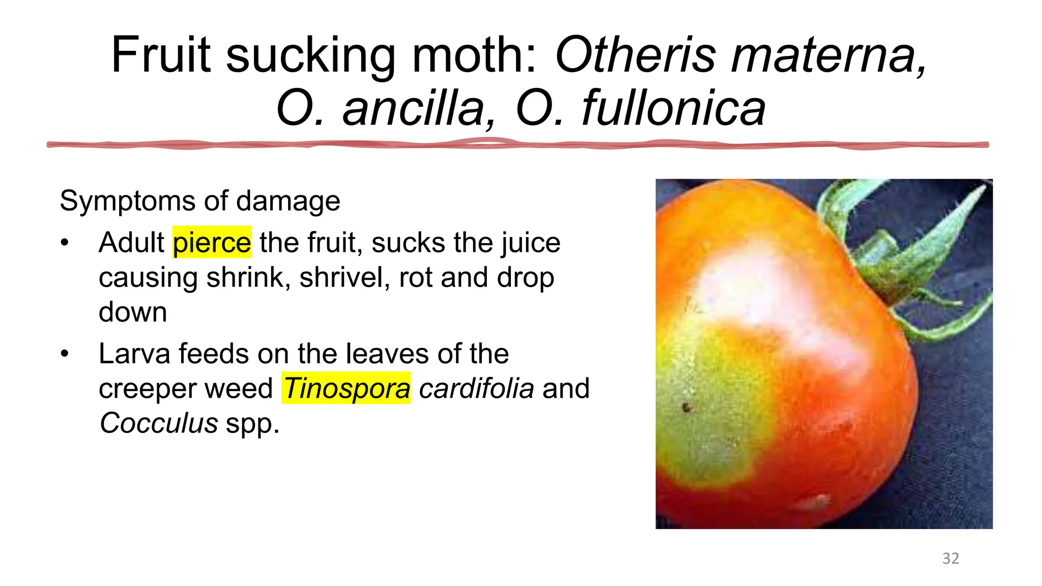 Insect pest of tomato, department of agricultural entomogy | PPTX