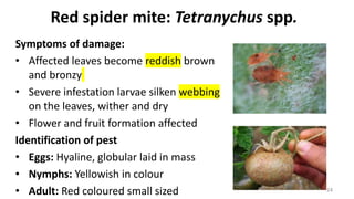 Insect pest of tomato, department of agricultural entomogy | PPTX