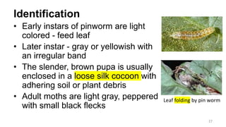 Insect pest of tomato, department of agricultural entomogy | PPTX