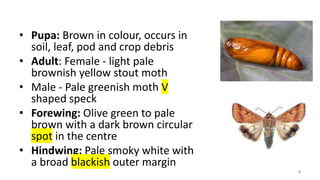 Insect pest of tomato, department of agricultural entomogy | PPTX