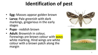 Insect pest of tomato, department of agricultural entomogy | PPTX