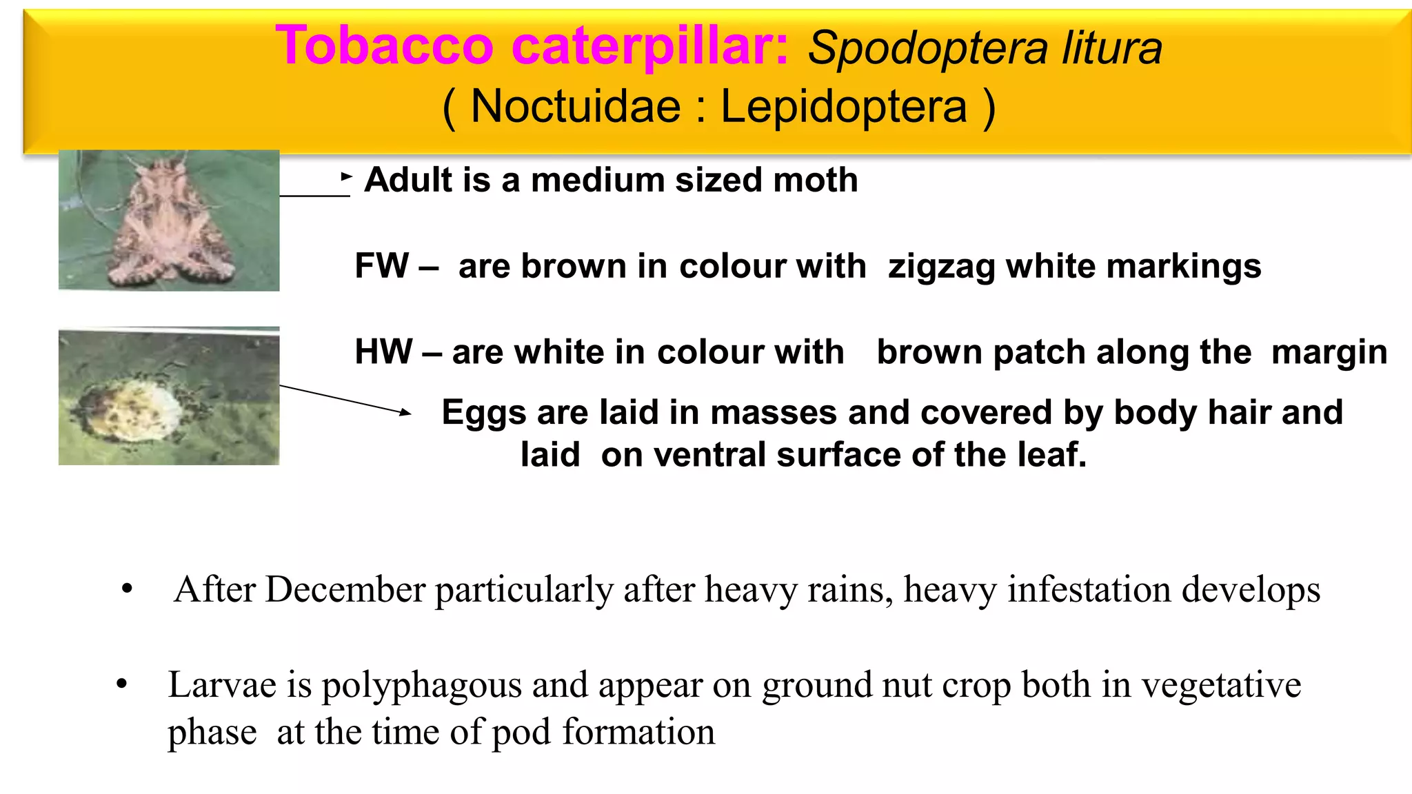 Insect pest of urd, moong and gram and their management | PPTX