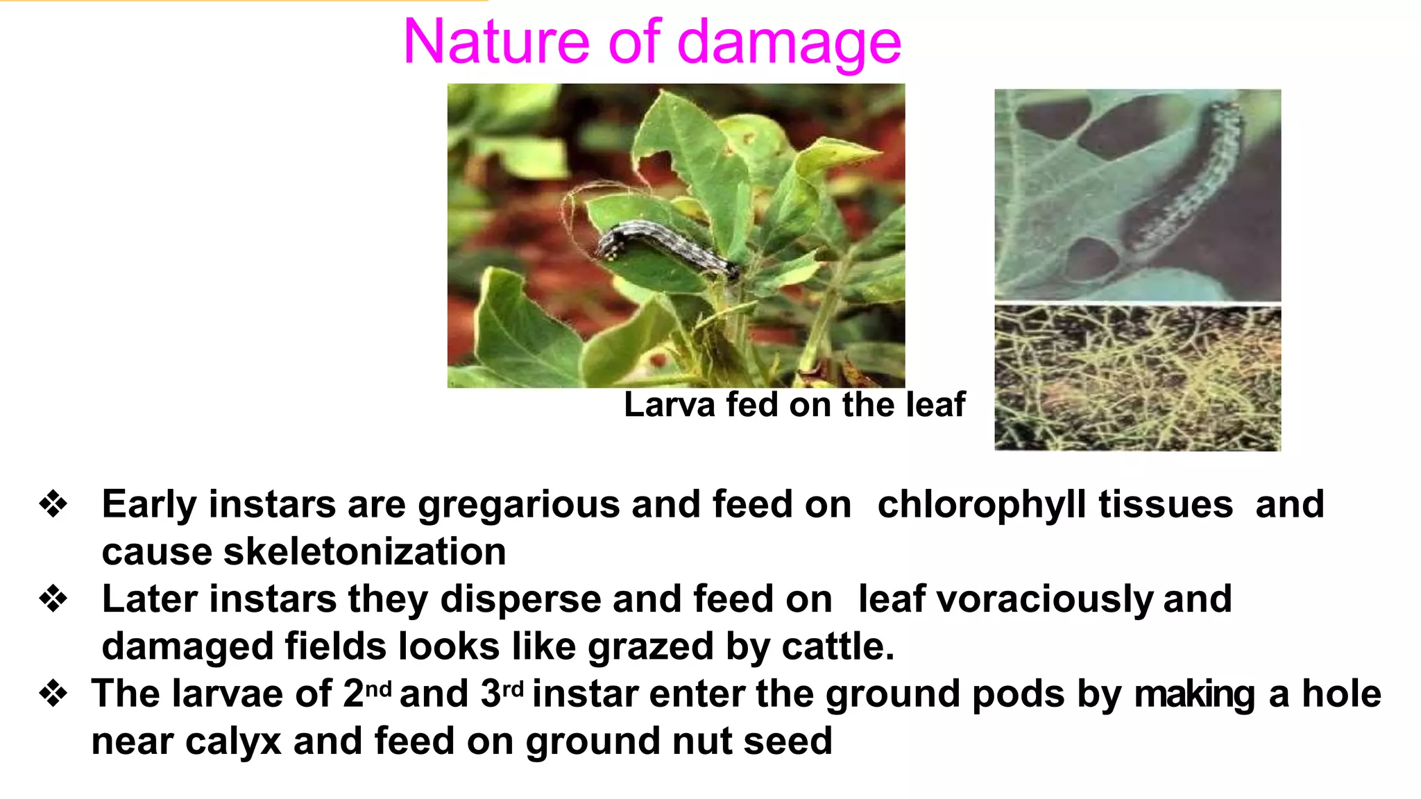 Insect pest of urd, moong and gram and their management | PPTX