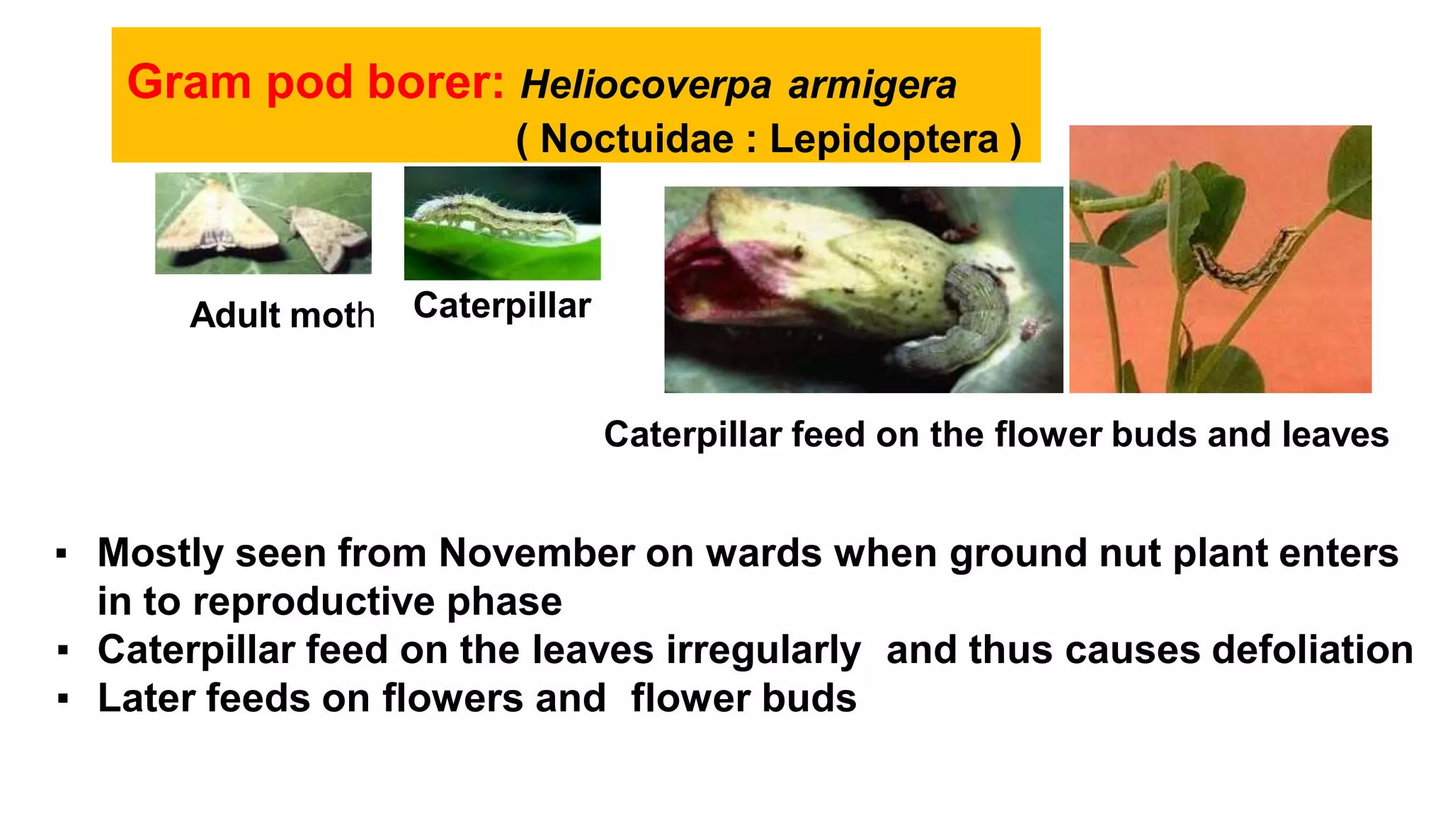 Insect pest of urd, moong and gram and their management | PPTX