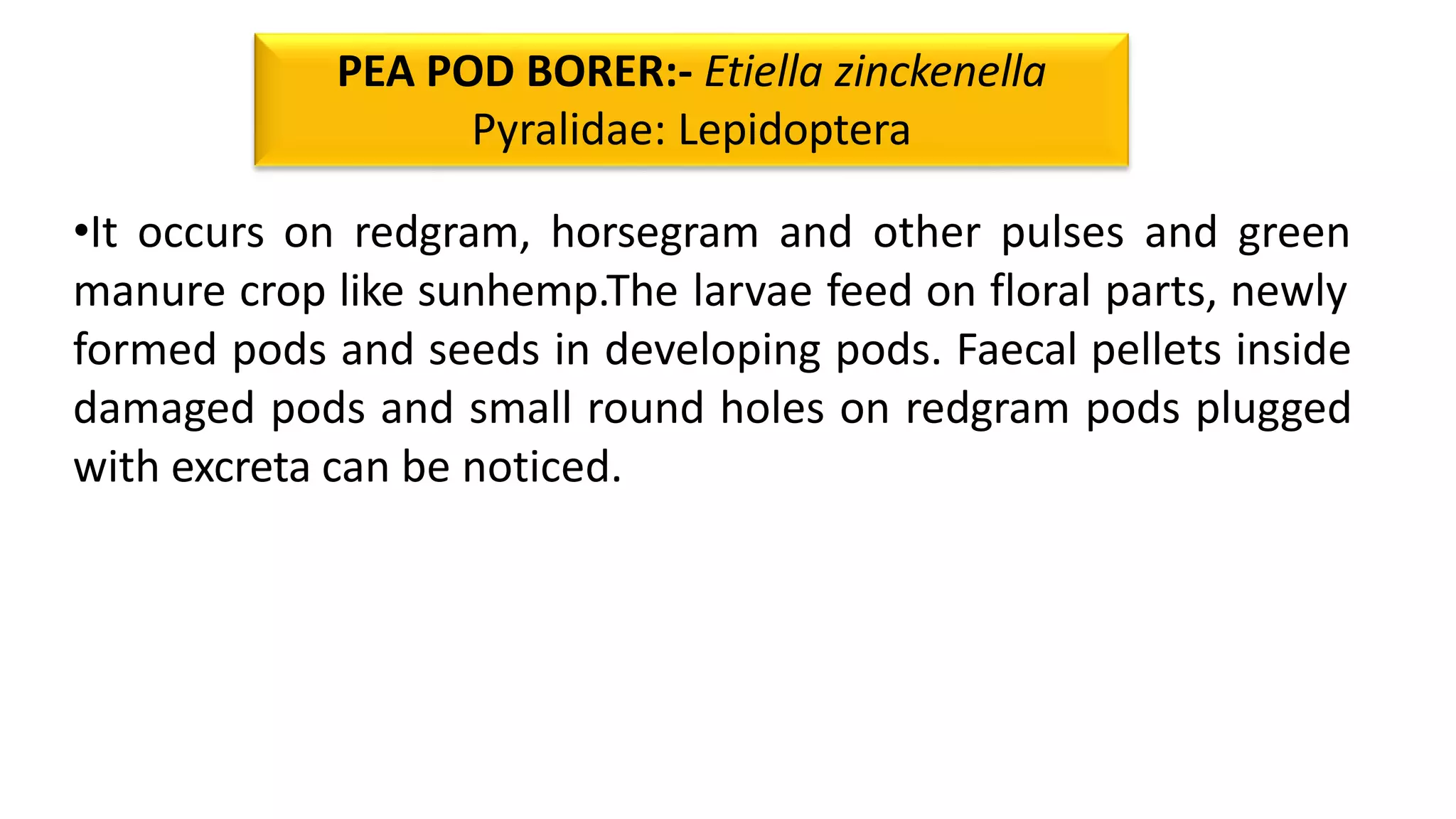 Insect pest of urd, moong and gram and their management | PPTX