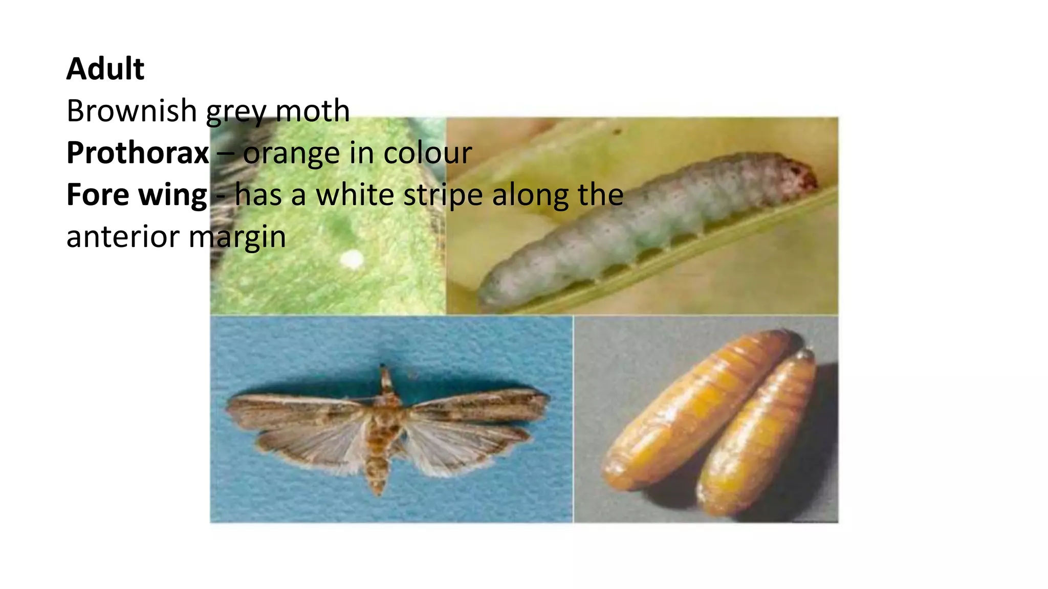 Insect pest of urd, moong and gram and their management | PPTX