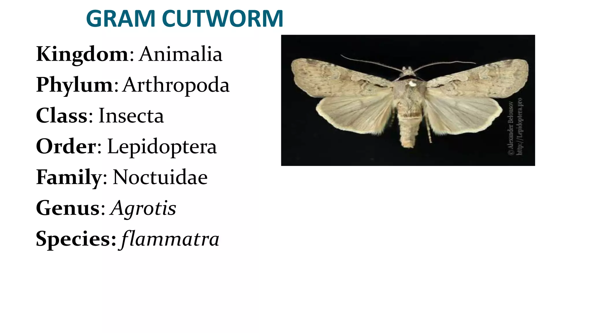 Insect pest of urd, moong and gram and their management | PPTX