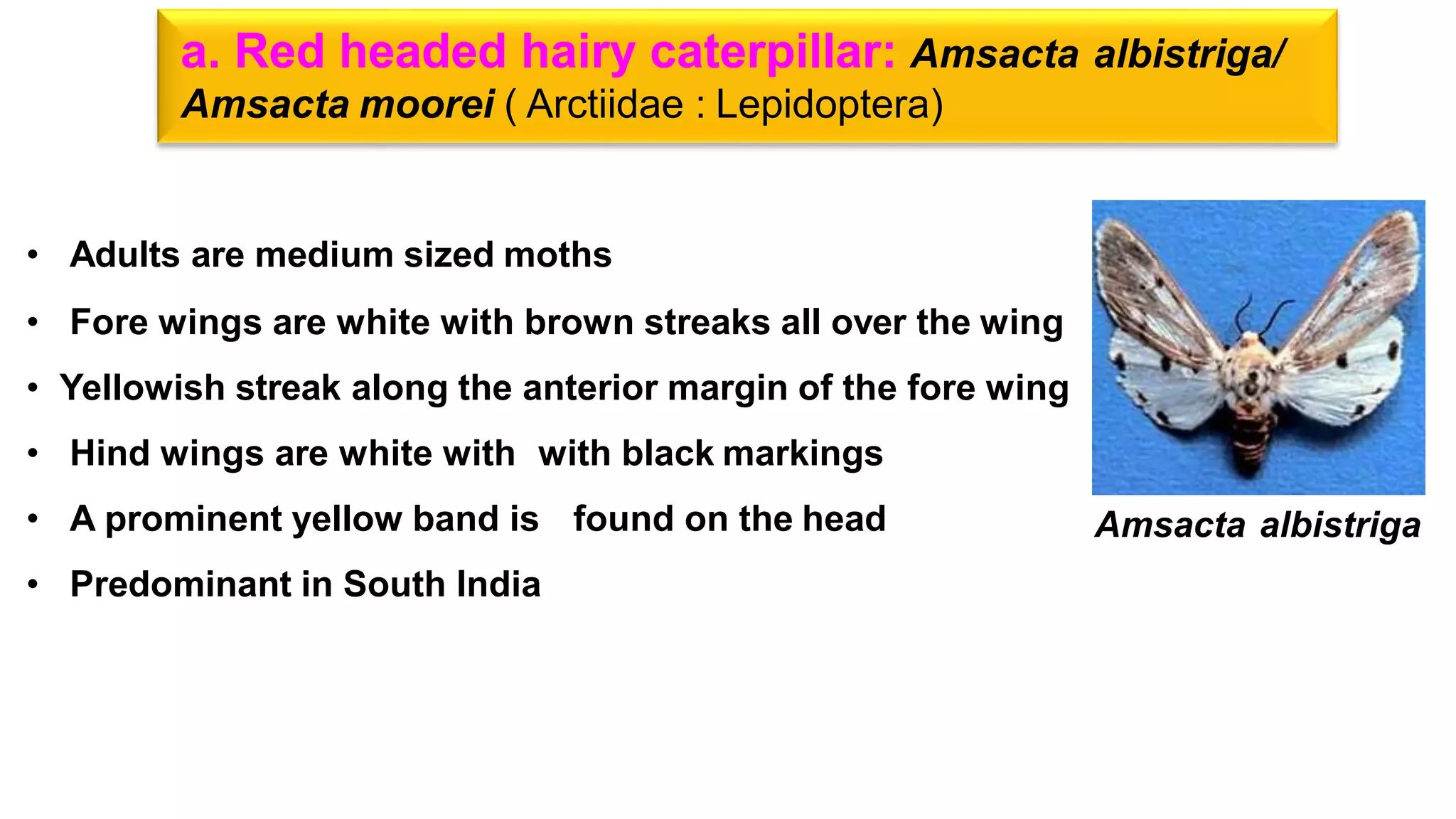 Insect pest of urd, moong and gram and their management | PPTX