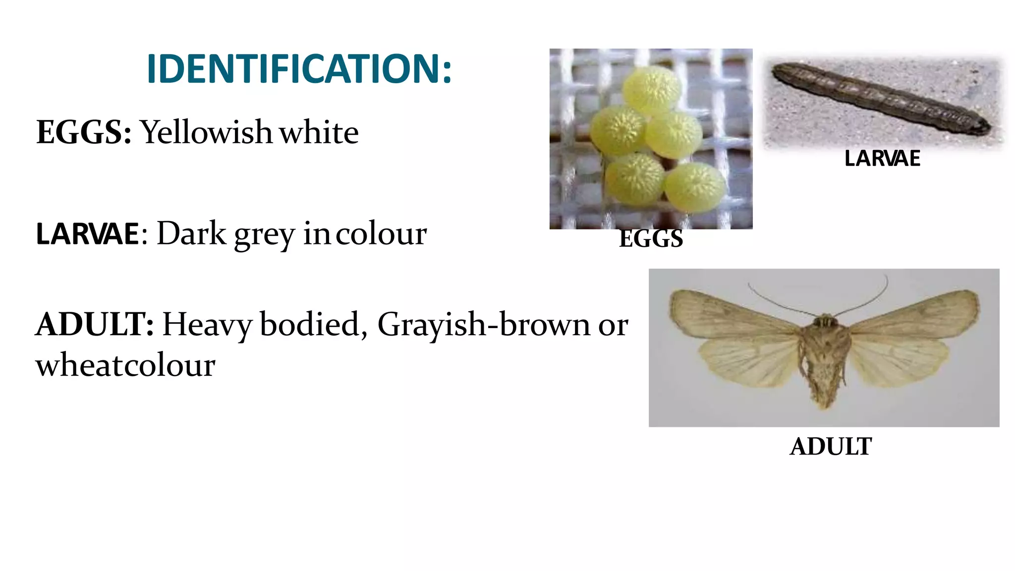 Insect pest of urd, moong and gram and their management | PPTX